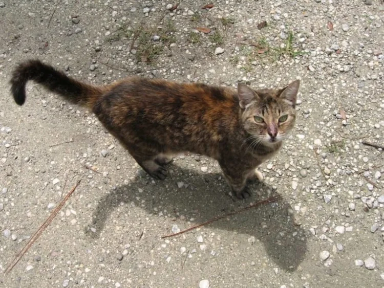 Mia | Big Cat Rescue | Wild cats in the wild: Our mission, their future.