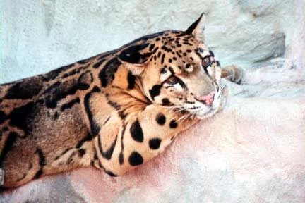 Clouded Leopard Facts | Big Cat Rescue | Wild cats in the wild: Our ...