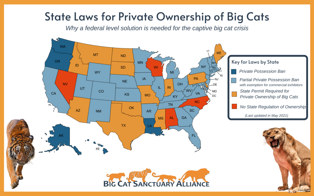 State Laws Exotic Cats | Big Cat Rescue | Wild cats in the wild: Our ...