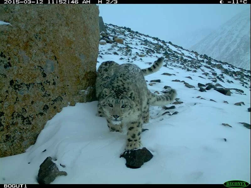 Save Snow Leopards | Big Cat Rescue | Wild cats in the wild: Our ...