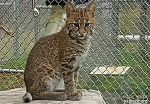 Angel Bobcat | Big Cat Rescue | Wild cats in the wild: Our mission ...