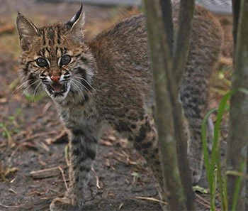 Angel Bobcat | Big Cat Rescue | Wild cats in the wild: Our mission ...