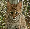 Angel Bobcat | Big Cat Rescue | Wild cats in the wild: Our mission ...