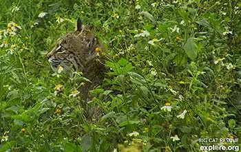 Angel Bobcat | Big Cat Rescue | Wild cats in the wild: Our mission ...