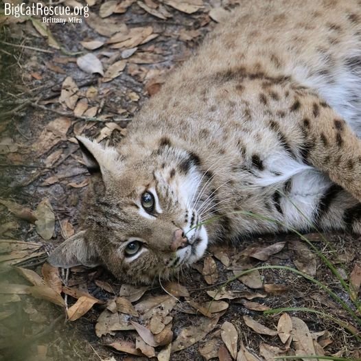 Shiloh | Big Cat Rescue | Wild cats in the wild: Our mission, their future.
