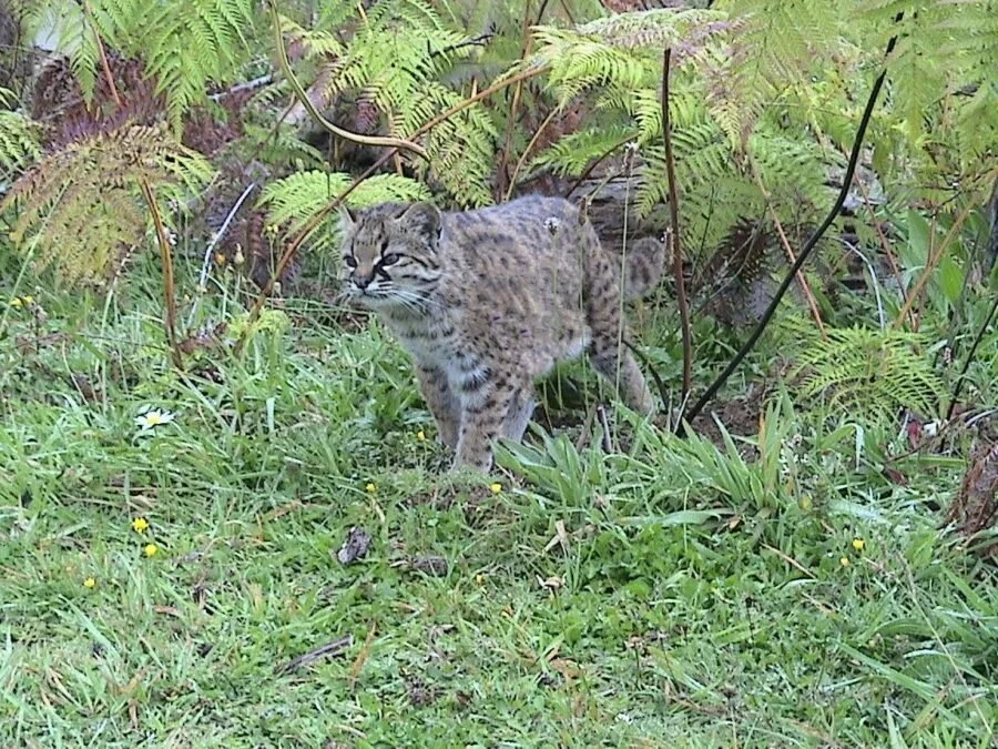 Guigna Facts | Big Cat Rescue | Wild cats in the wild: Our mission ...