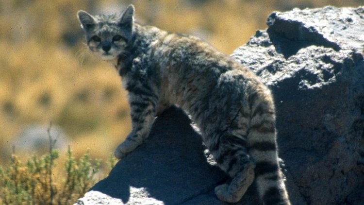 Andean Cat Facts | Big Cat Rescue | Wild cats in the wild: Our mission ...
