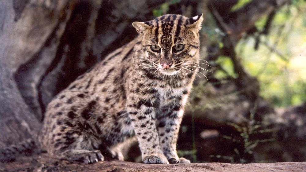Fishing Cat Facts | Big Cat Rescue | Wild cats in the wild: Our mission ...