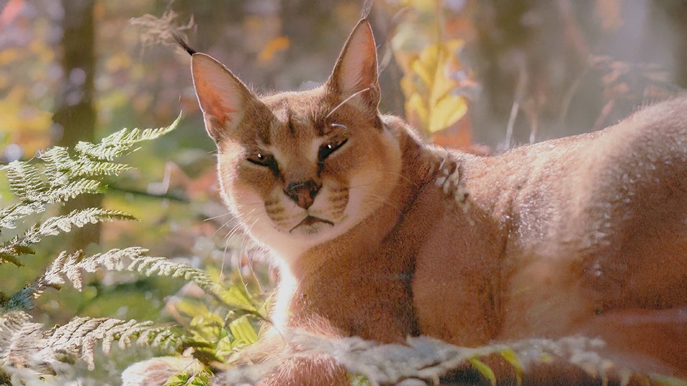 Caracal Growing Up