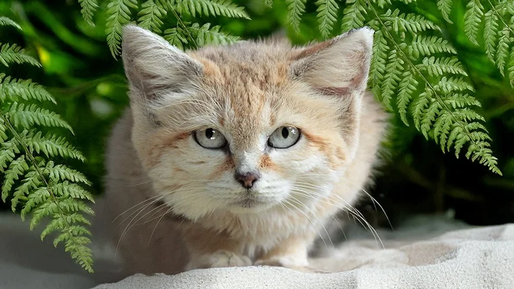 Sand Cat Facts | Big Cat Rescue | Wild cats in the wild: Our mission ...