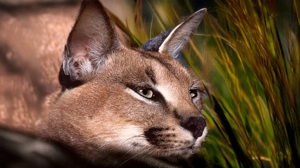 Rupa | Big Cat Rescue | Wild cats in the wild: Our mission, their future.