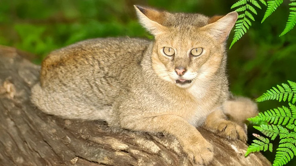 Shaniqua | Big Cat Rescue | Wild cats in the wild: Our mission, their ...
