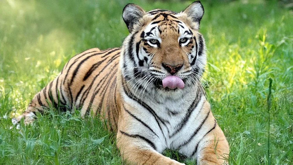 Princess Tiger | Big Cat Rescue | Wild cats in the wild: Our mission ...
