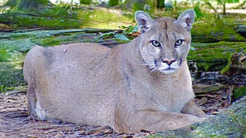 Callie | Big Cat Rescue | Wild cats in the wild: Our mission, their future.