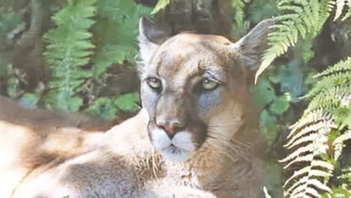 Morgan | Big Cat Rescue | Wild cats in the wild: Our mission, their future.
