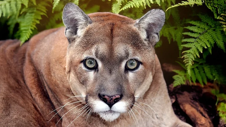Scratch Cougar | Big Cat Rescue | Wild cats in the wild: Our mission ...