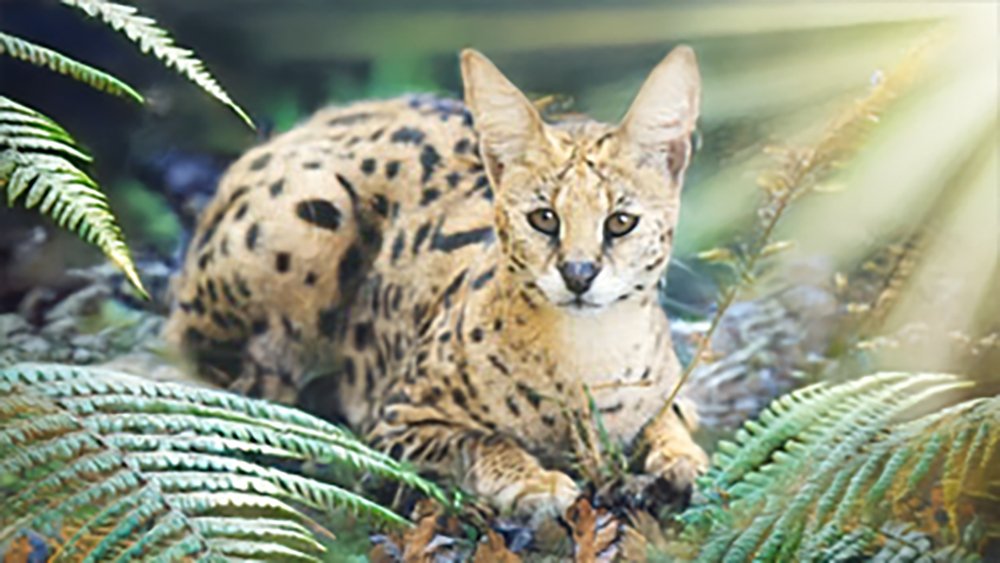 Cleo-cat-tra Serval | Big Cat Rescue | Wild cats in the wild: Our ...