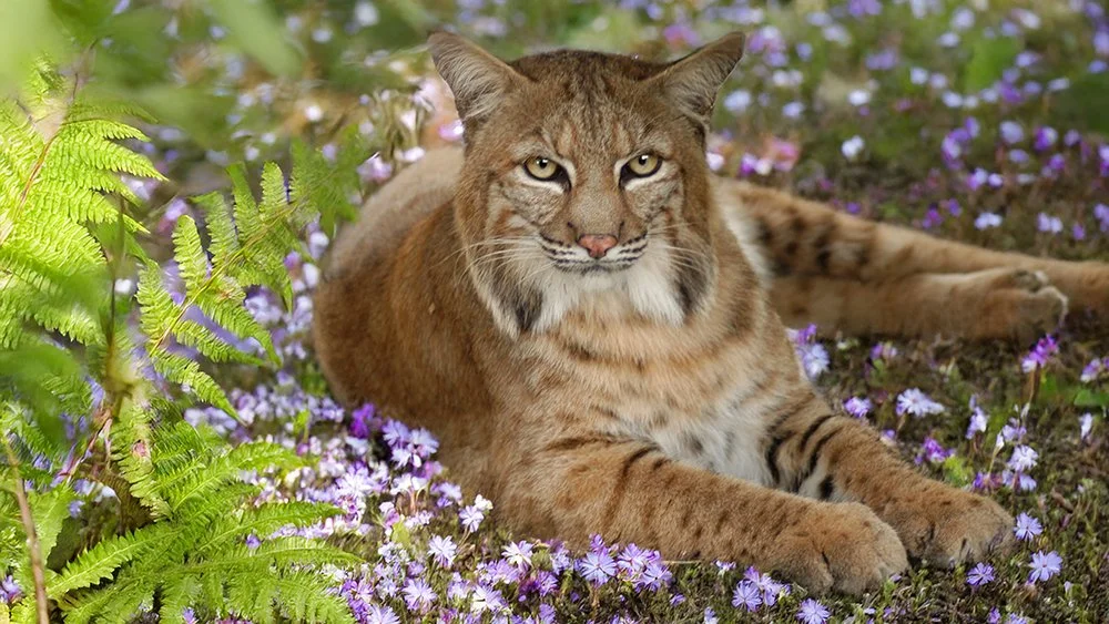 Alexander | Big Cat Rescue | Wild cats in the wild: Our mission, their ...