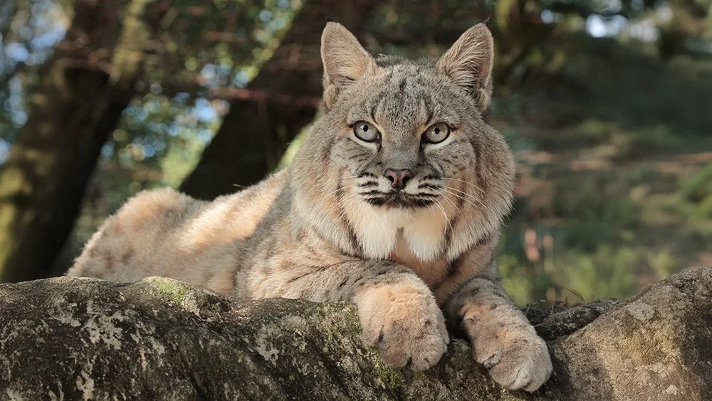 Apache | Big Cat Rescue | Wild cats in the wild: Our mission, their future.