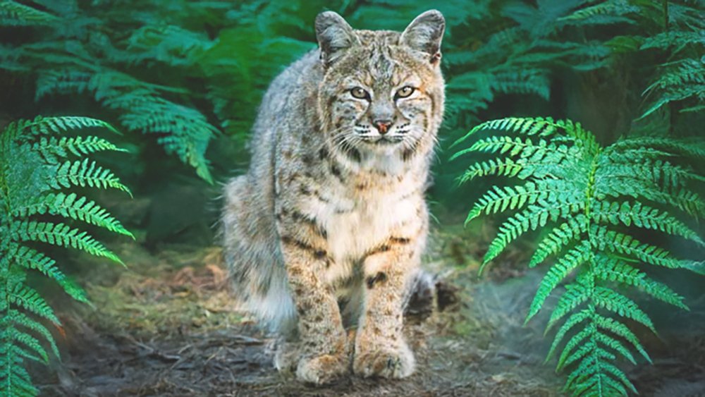 Nakita Bobcat | Big Cat Rescue | Wild cats in the wild: Our mission ...