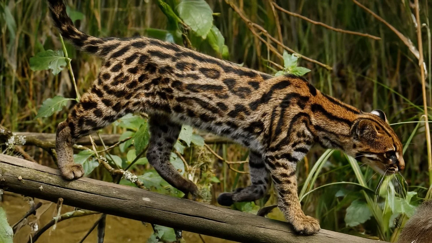 Southern Tiger Cat Facts | Big Cat Rescue | Wild cats in the wild: Our ...