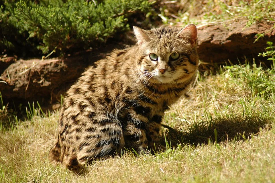 Black Footed Cat Facts Big Cat Rescue Wild Cats In The Wild Our