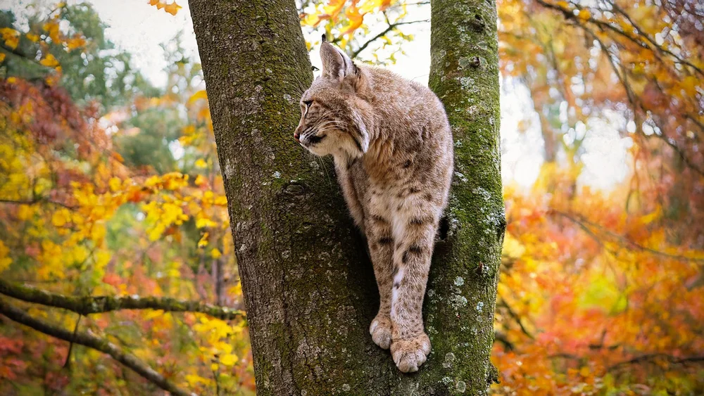 A Sanctuary Reborn: How Bobcats Are Reclaiming New Jersey’s Wild Heart ...