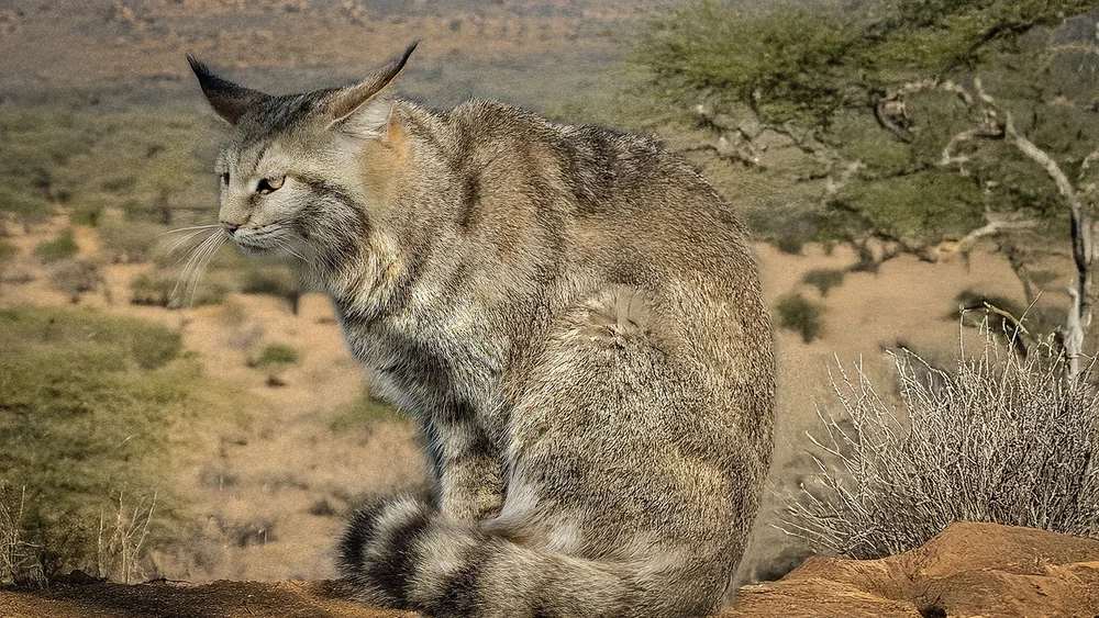 Whispers of the Rainforest: Unveiling the Secret Lives of Congo's Wild ...