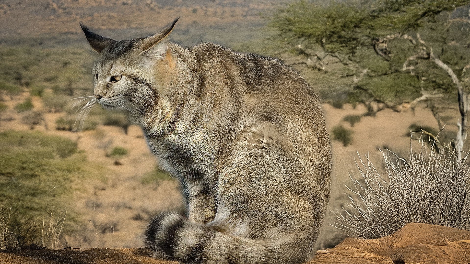 Whispers of the Rainforest: Unveiling the Secret Lives of Congo's Wild ...