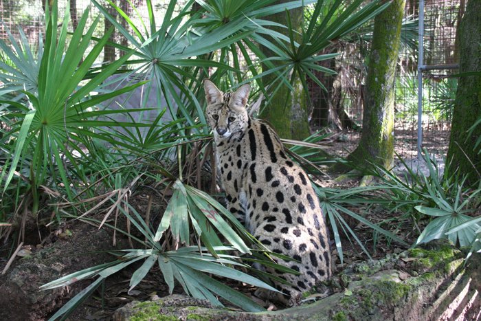 Serval Facts | Big Cat Rescue | Wild cats in the wild: Our mission ...
