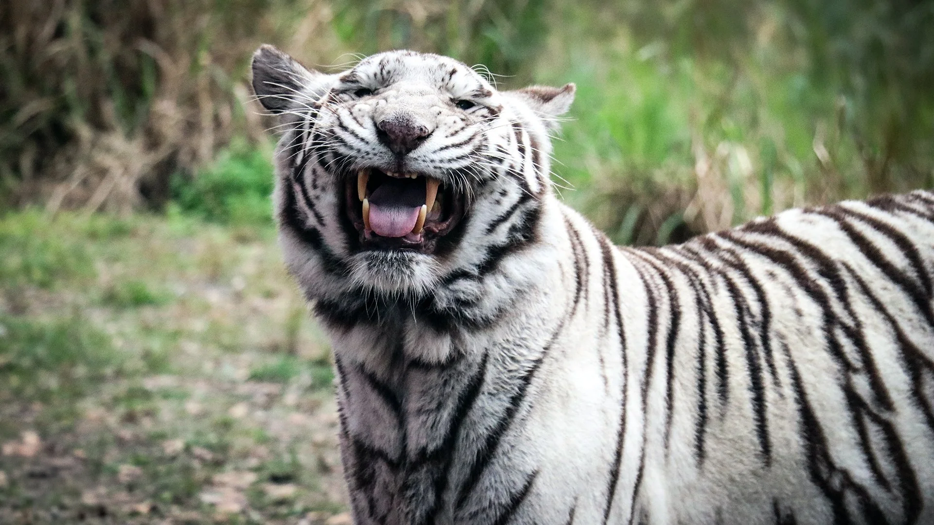 Beyond Bars: How One Zoo is Leading the Future of Ethical Wildlife ...