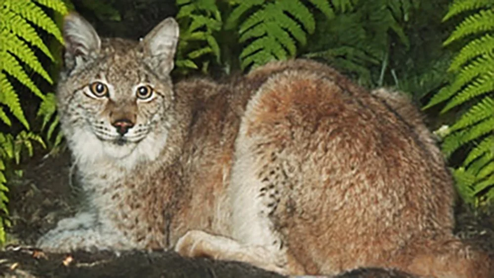 Boris Siberian Lynx | Big Cat Rescue | Wild cats in the wild: Our ...