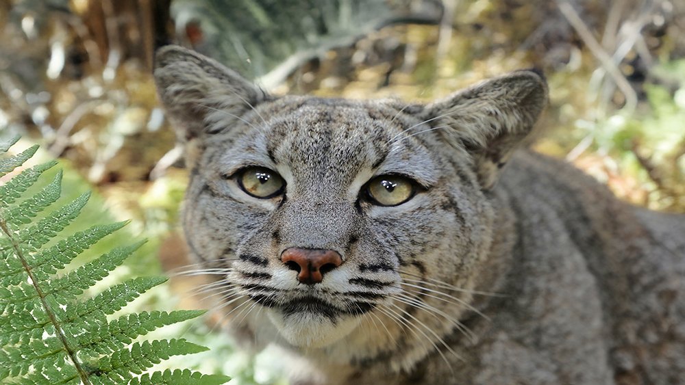 Max | Big Cat Rescue | Wild cats in the wild: Our mission, their future.