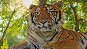 Kimba | Big Cat Rescue | Wild cats in the wild: Our mission, their future.