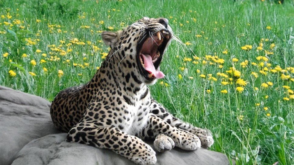 The Sawing Call of the Leopard: A New Hope for Wild Cat Conservation ...