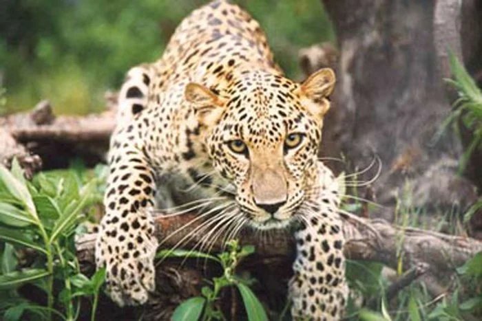 Leopard Facts | Big Cat Rescue | Wild cats in the wild: Our mission ...