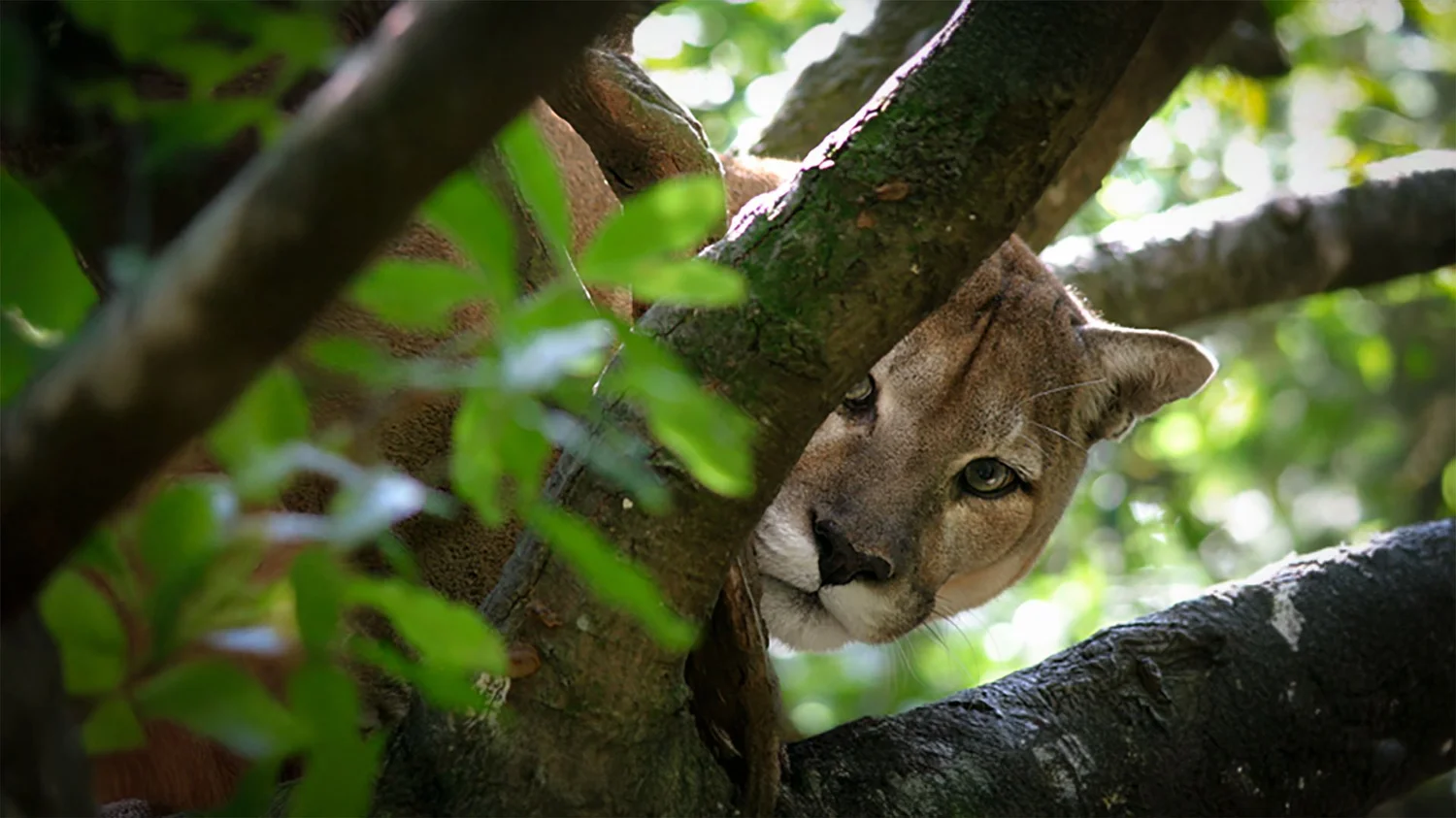 Record-Breaking Panther Sighting Underscores Urgent Need for ...