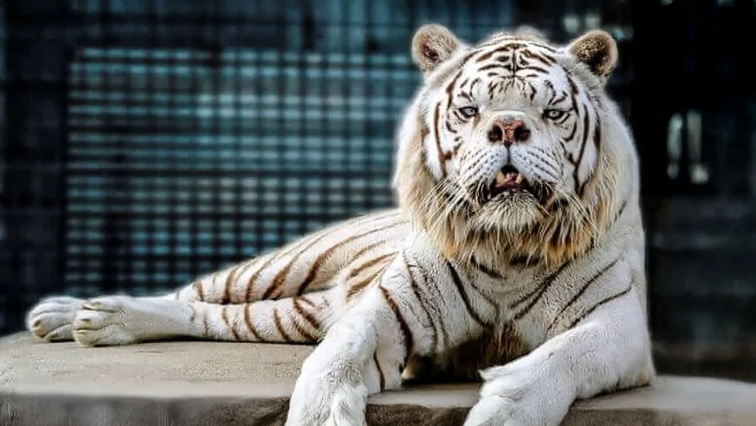 Kenny the White Tiger: A Cautionary Tale of Greed and Genetic Tragedy ...