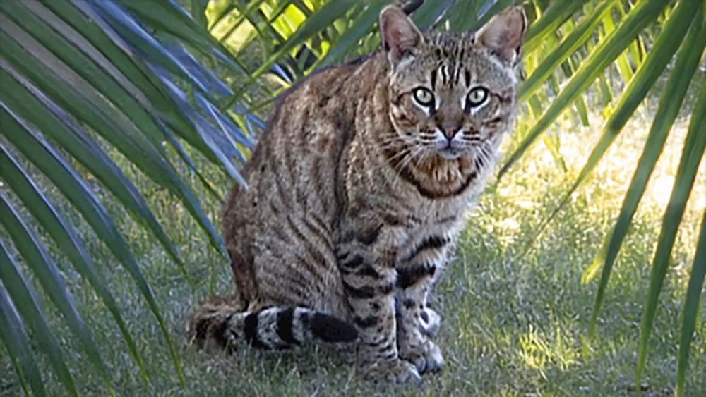 Atlas | Big Cat Rescue | Wild cats in the wild: Our mission, their future.