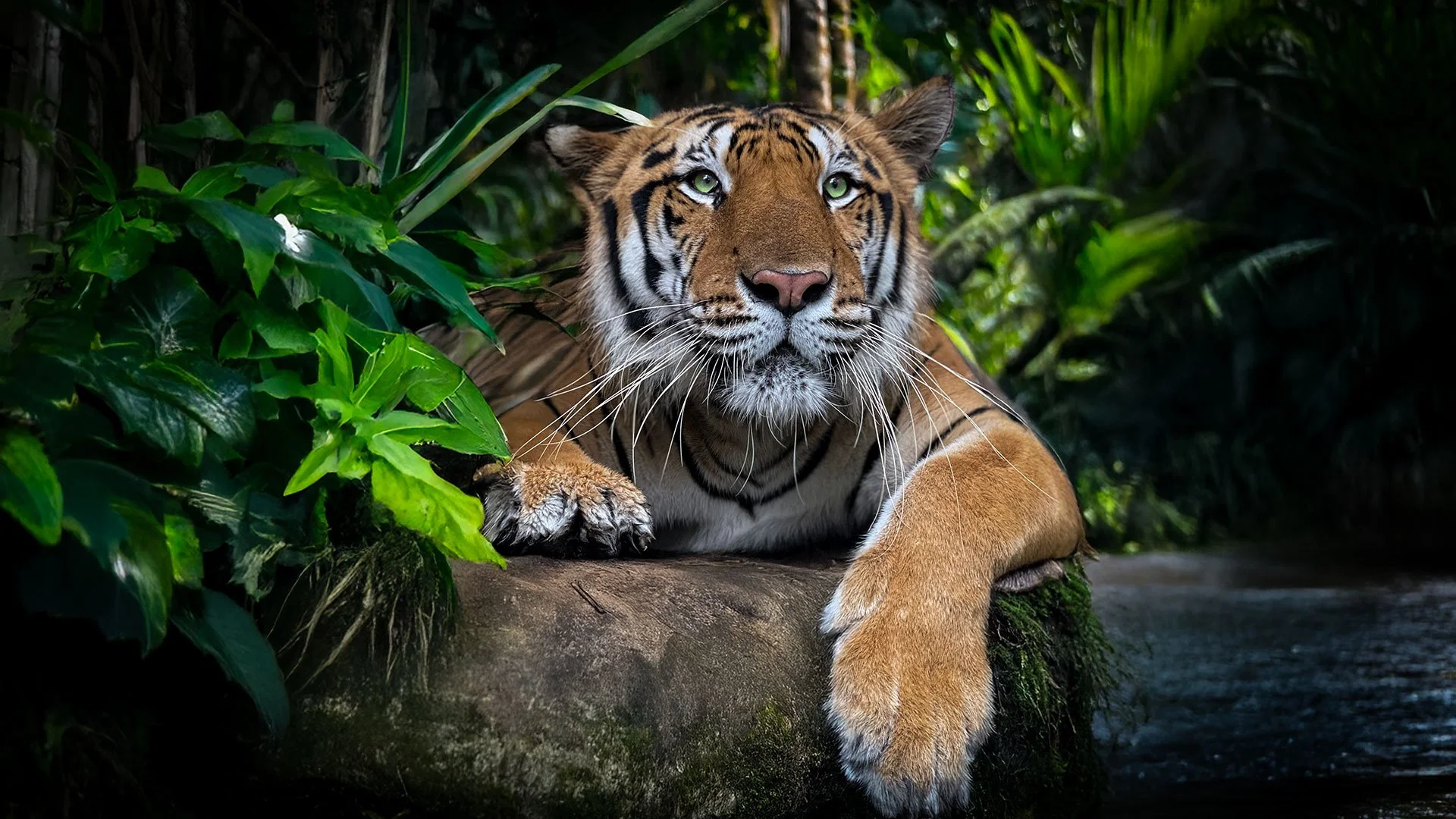 India's Roaring Success: Doubling Tiger Numbers Through Dedicated ...