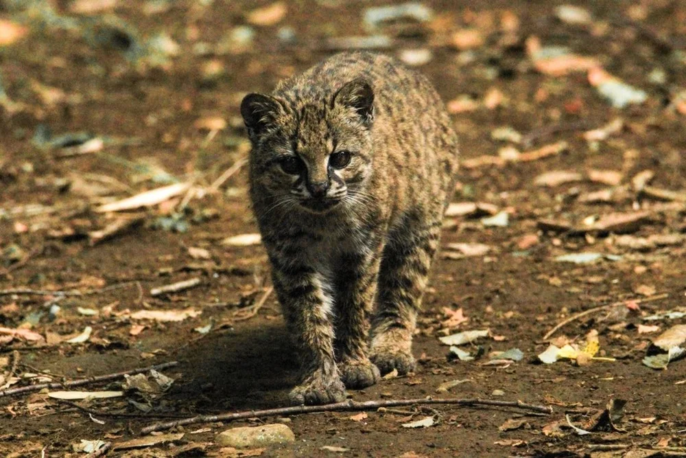 Guigna Facts | Big Cat Rescue | Wild cats in the wild: Our mission ...