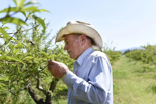 Manus Ranch — Capay Valley Farm Shop