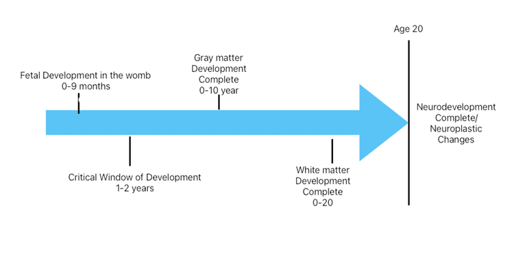 Windows of Opportunity: Critical Periods in Brain Development — Dr Josh ...