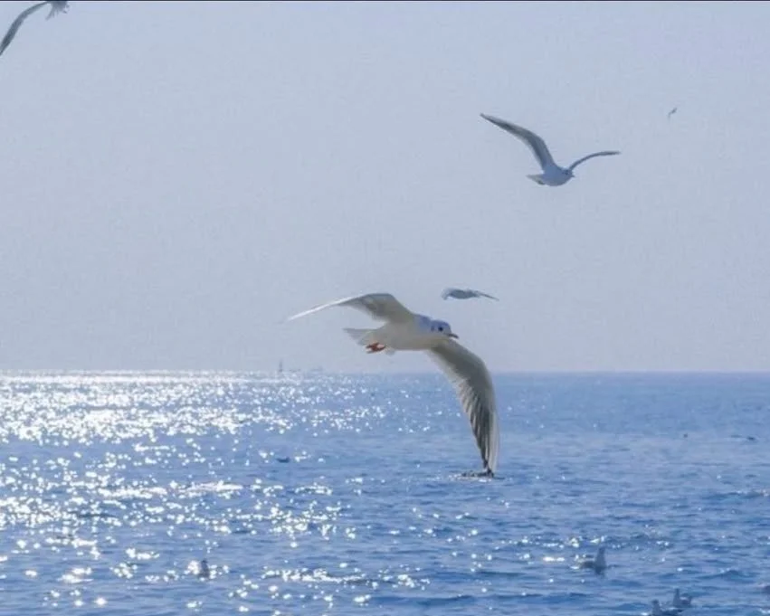 SoFlo PR: Elevating Brands with Creative Public Relations & Marketing Solutions