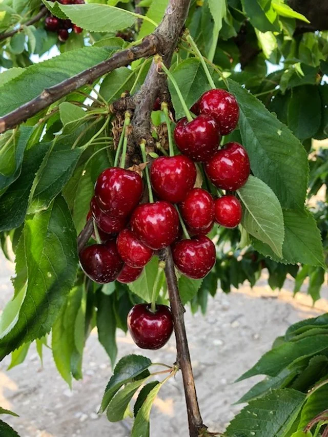 General 2 — Symms Fruit Ranch