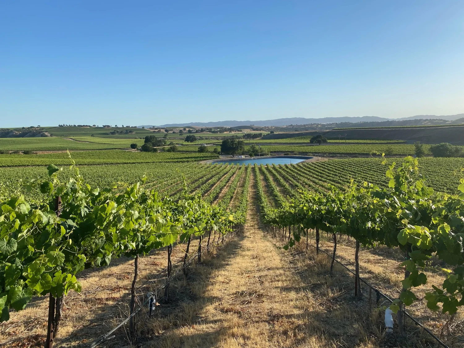 Four Sisters Ranch Vineyards & Winery