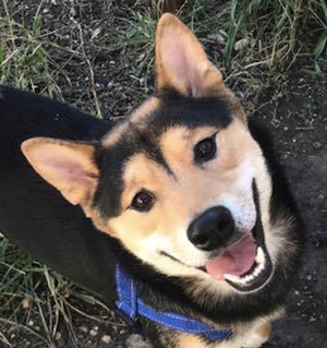 Sora — DC Shiba Inu Rescue
