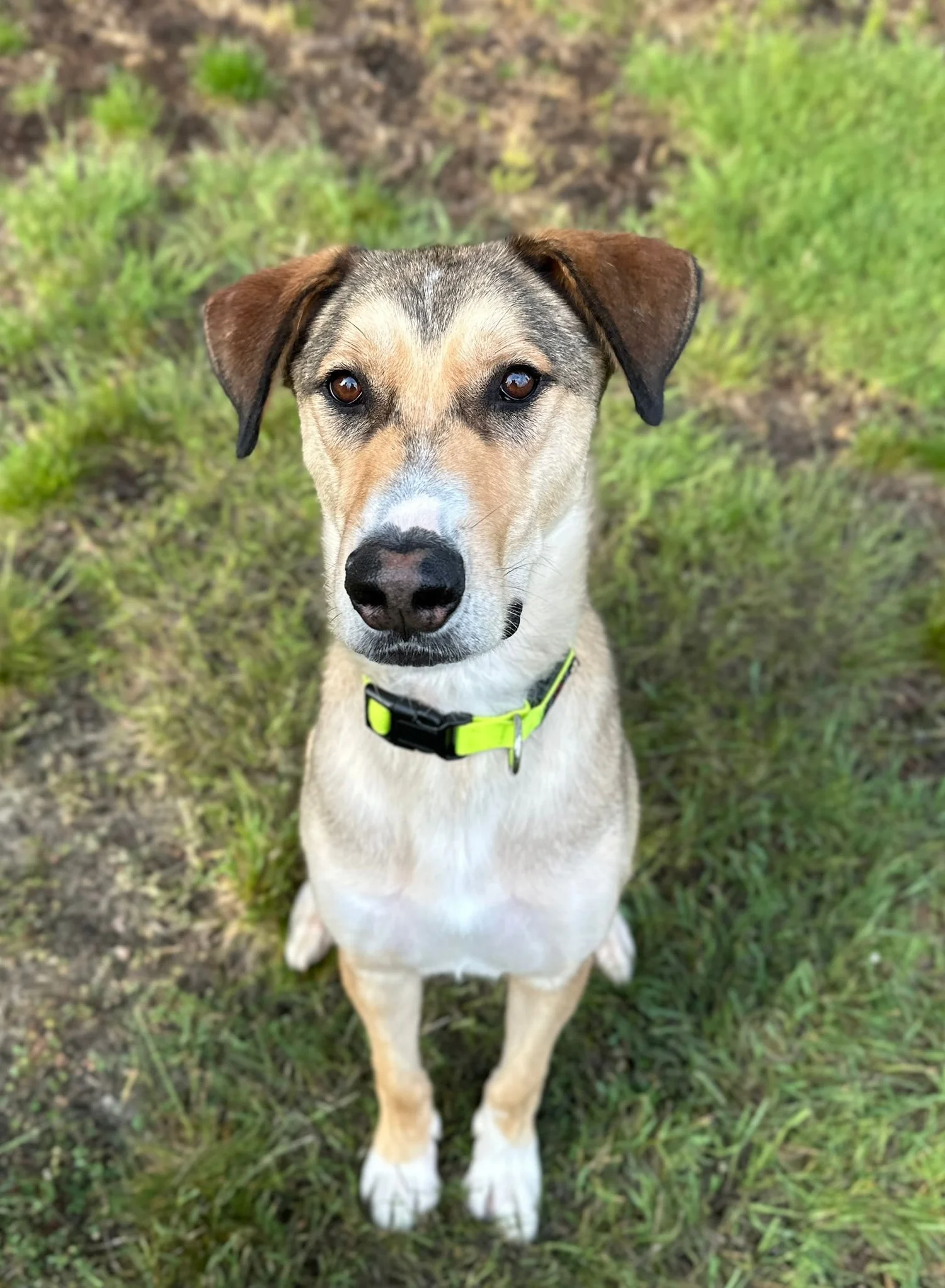 For Adoption | Find Your Perfect Companion Today — Snow Dog Society