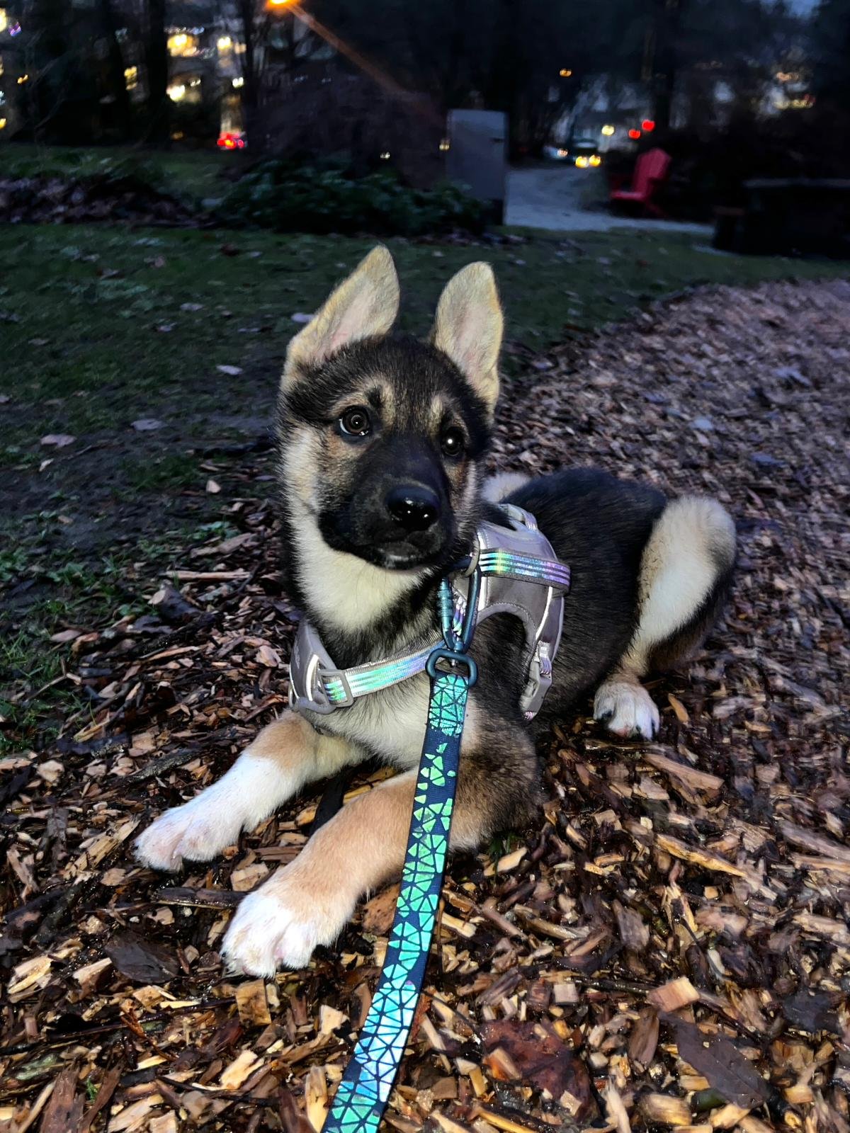 Stiks — Snow Dog Society