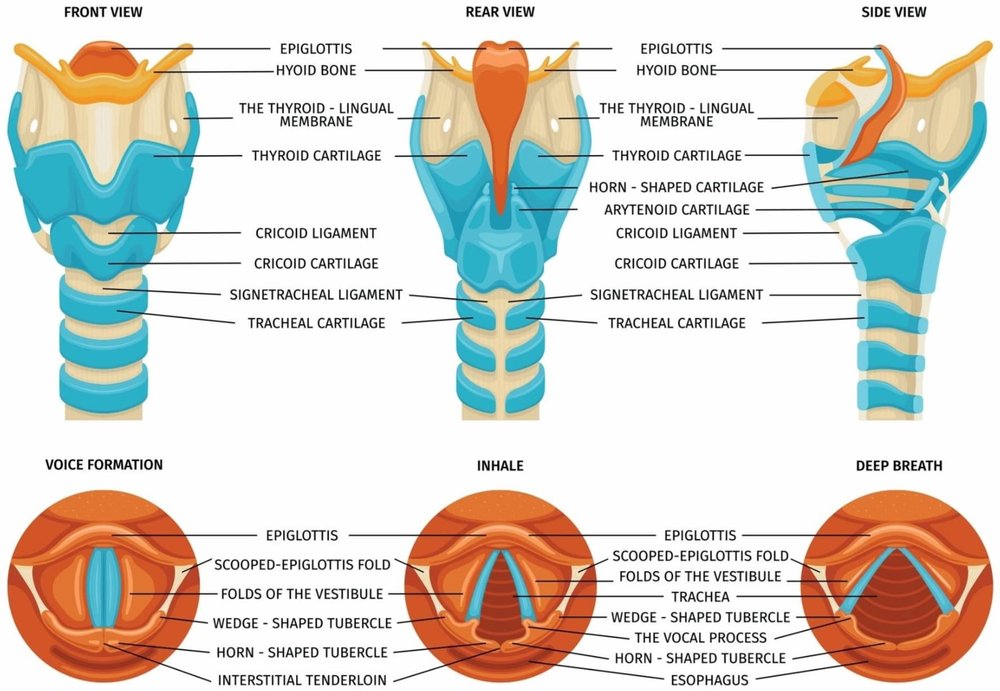 What is a Laryngeal Cleft? — Laryngeal Cleft Network